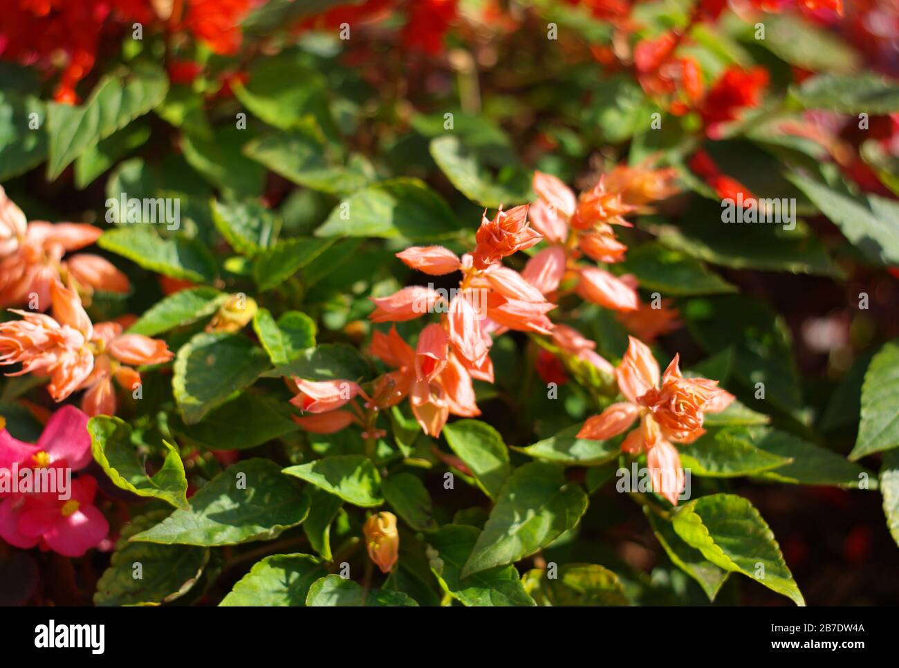 red little flowers Stock Photo - Alamy