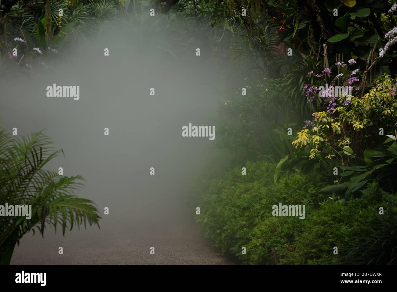 Singapore Botanical Gardens Mist Garden High Resolution Stock ...