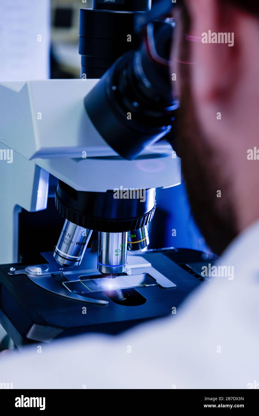 Scientific handling a light microscope examines a laboratory sample for ...