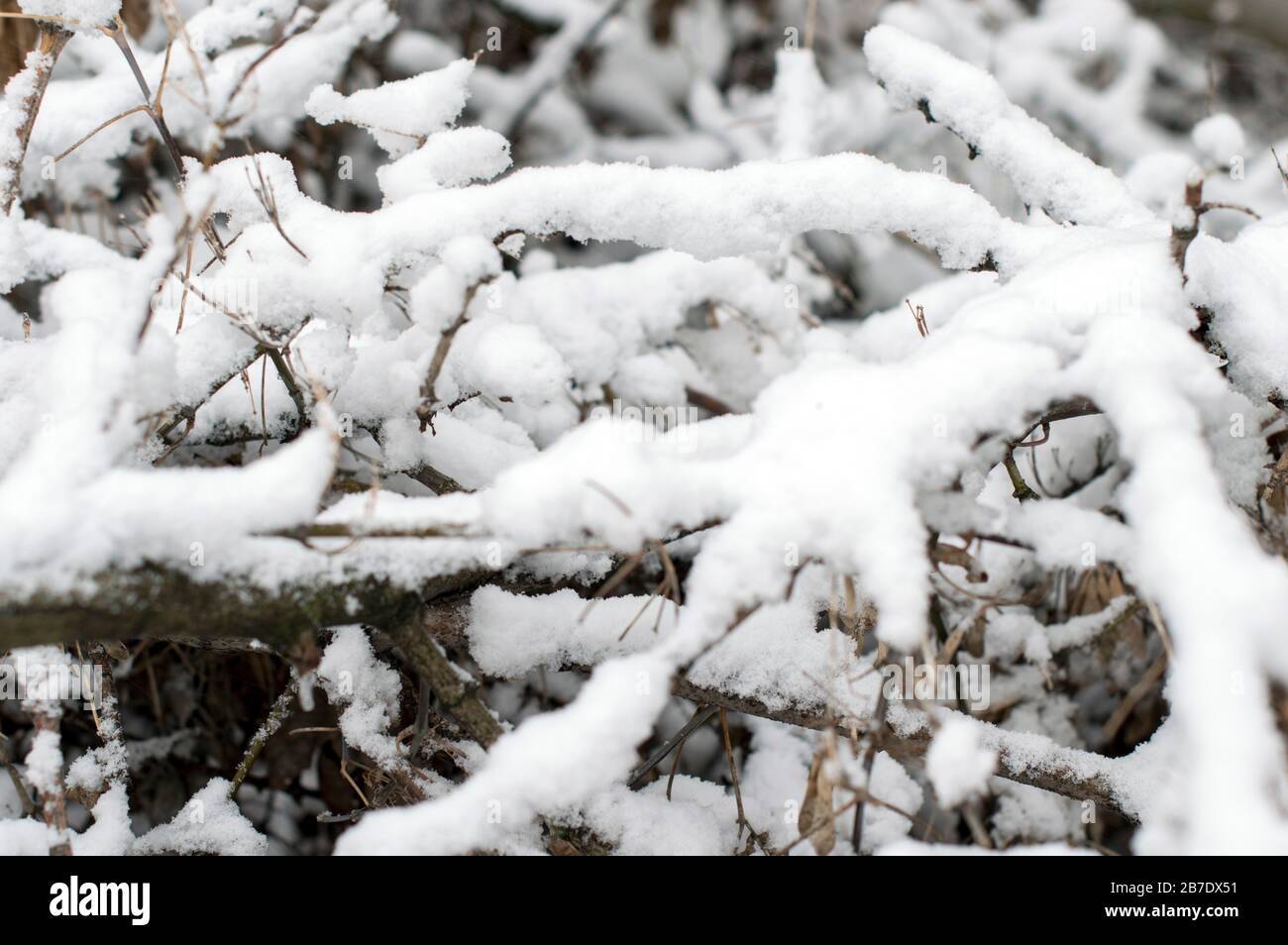 The trunk of an old maple tree and dry branches of this plant are ...