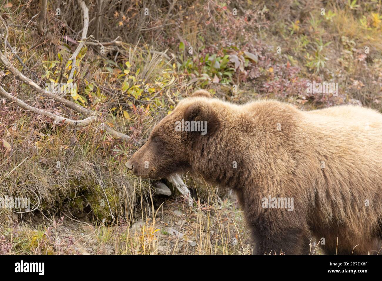Grizzly Bear in Fall in Denali National Park Alaska Stock Photo - Alamy