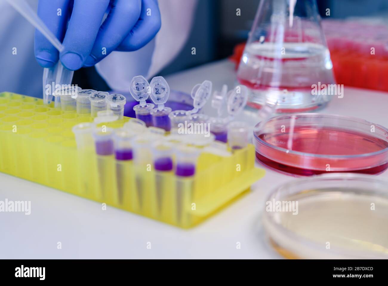 Scientist working with a pipette and a flask, in plastic tubes for DNA ...