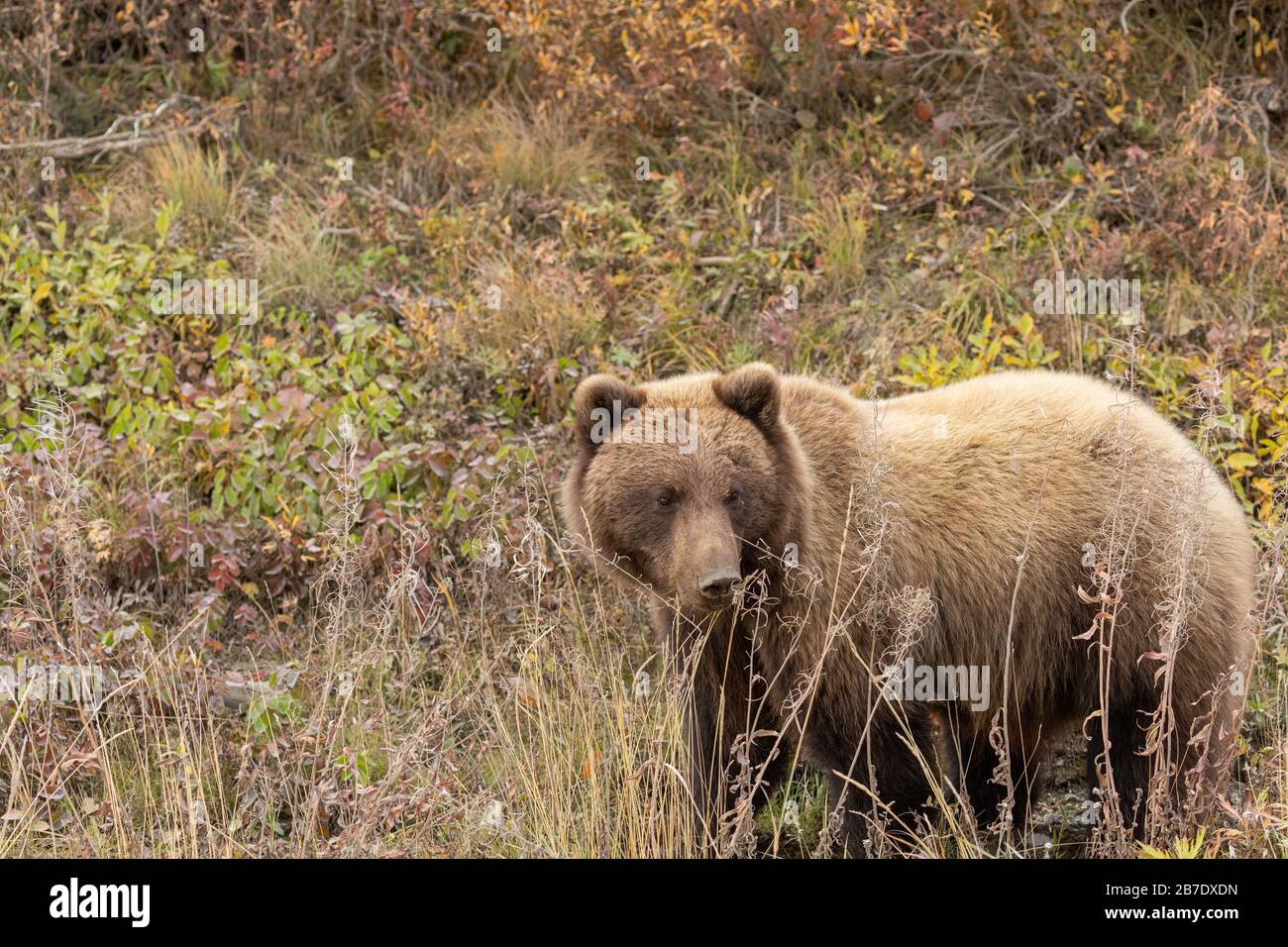 Grizzly Bear in Fall in Denali National Park Alaska Stock Photo - Alamy