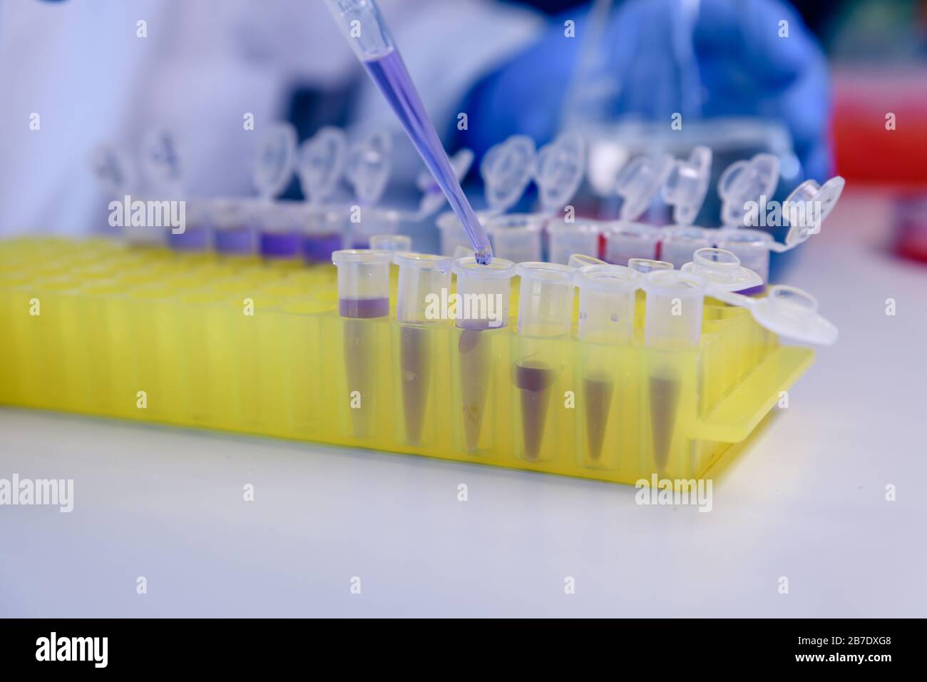 Scientist working with a pipette and a flask, in plastic tubes for DNA ...