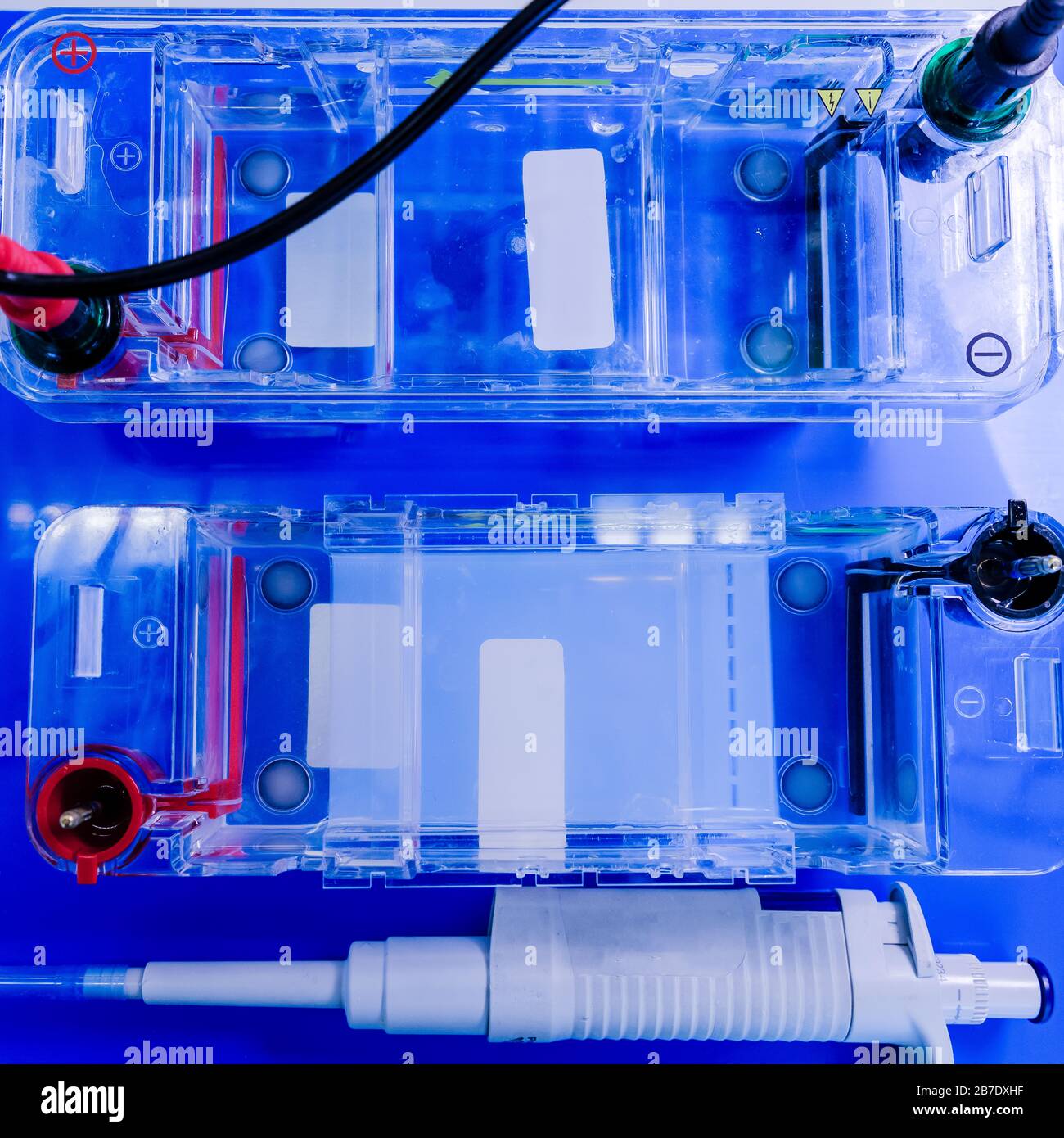 Gel electrophoresis hi-res stock photography and images - Alamy