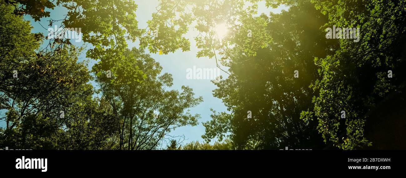 Beautiful sunny spring and summer nature, trees in park and outdoor ...