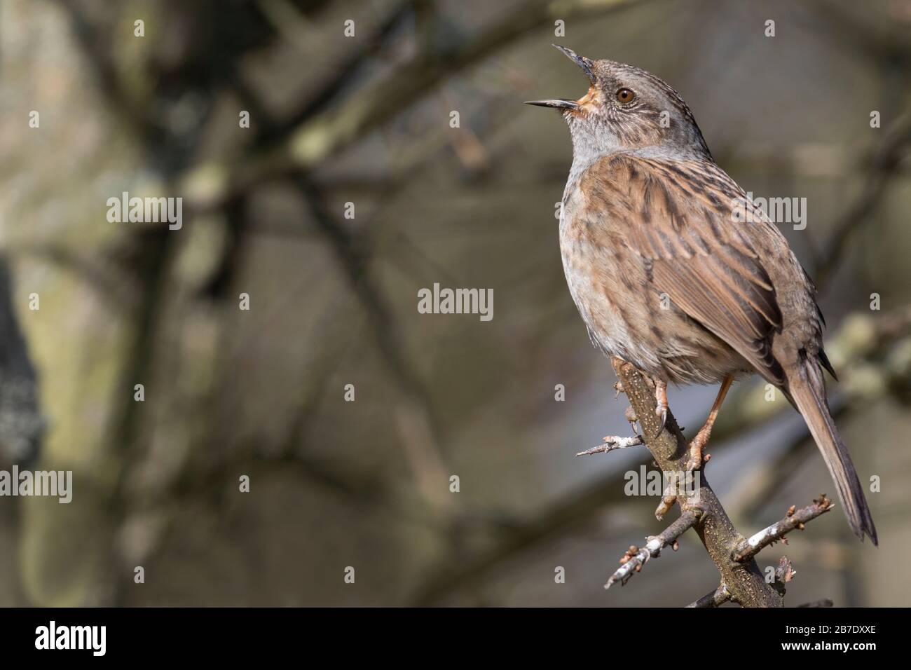 Dunnock In Nature High Resolution Stock Photography and Images - Alamy