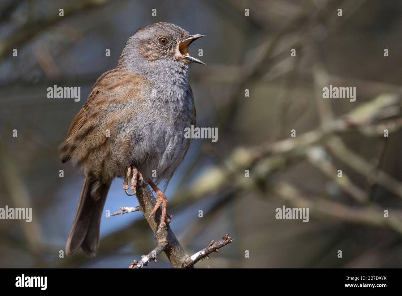Dunnock In Nature High Resolution Stock Photography and Images - Alamy