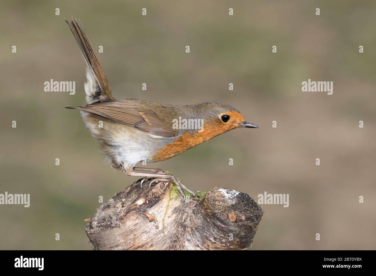 Robin reserve hi-res stock photography and images - Alamy