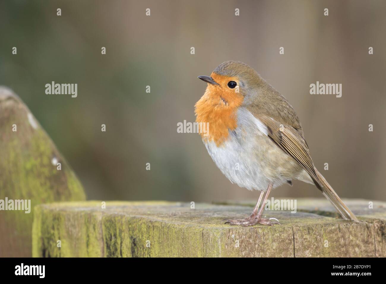 Robin reserve hi-res stock photography and images - Alamy