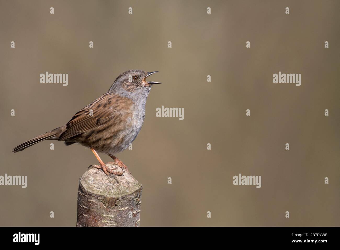 Dunnock in full song Stock Photo - Alamy