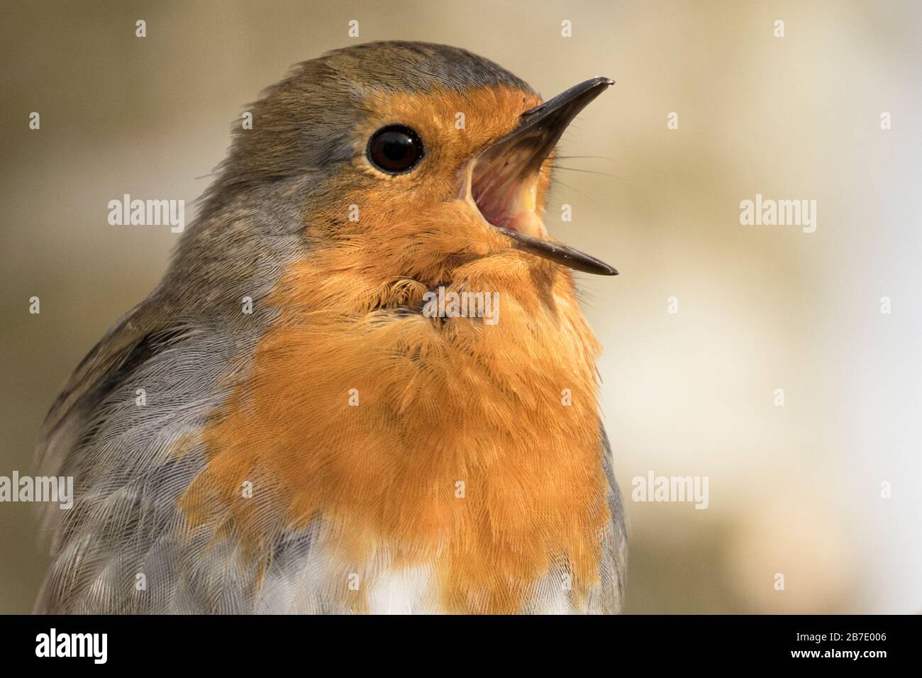 Robin in nature reserve hi-res stock photography and images - Alamy