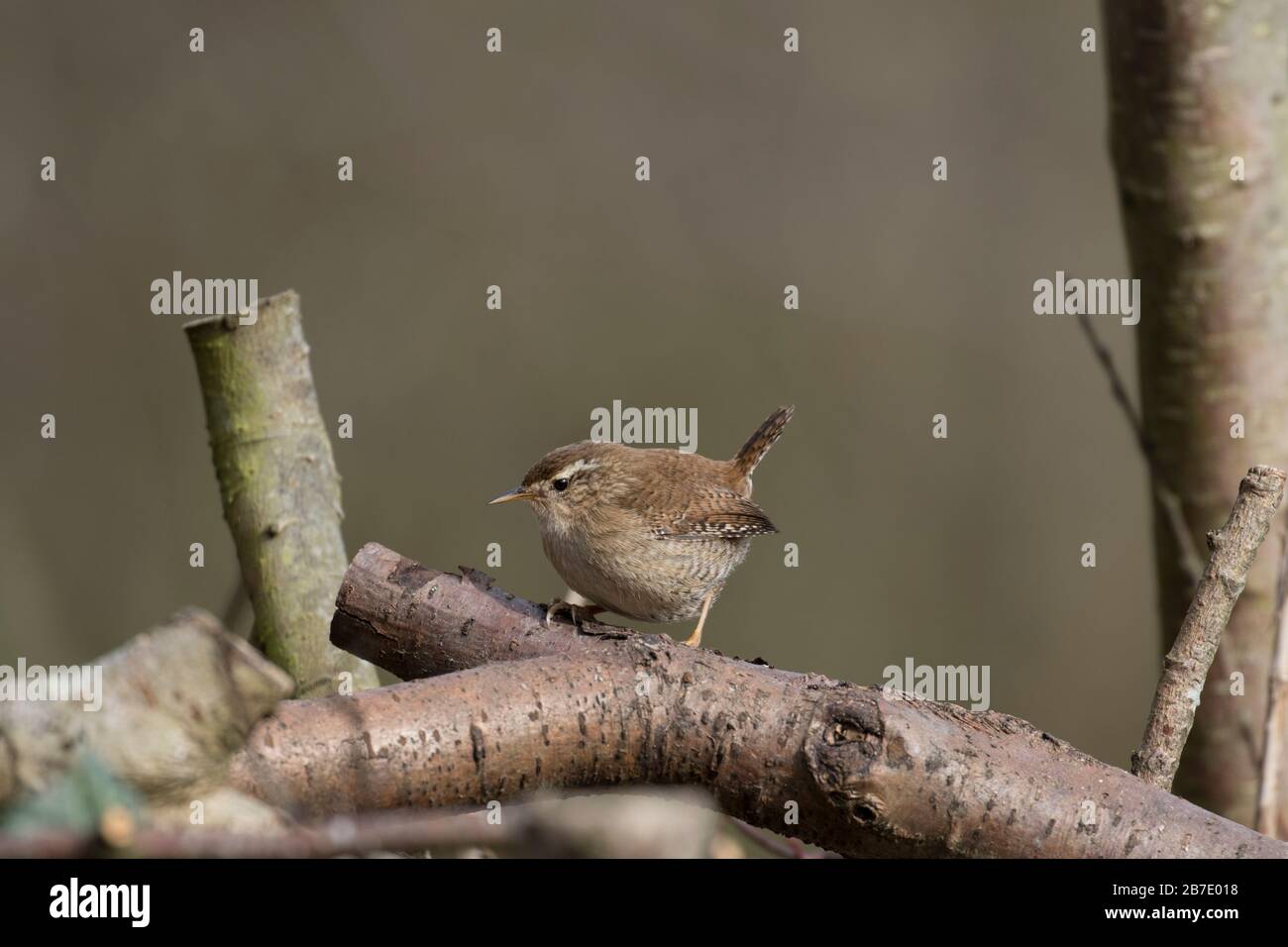 Bay wren hi-res stock photography and images - Alamy