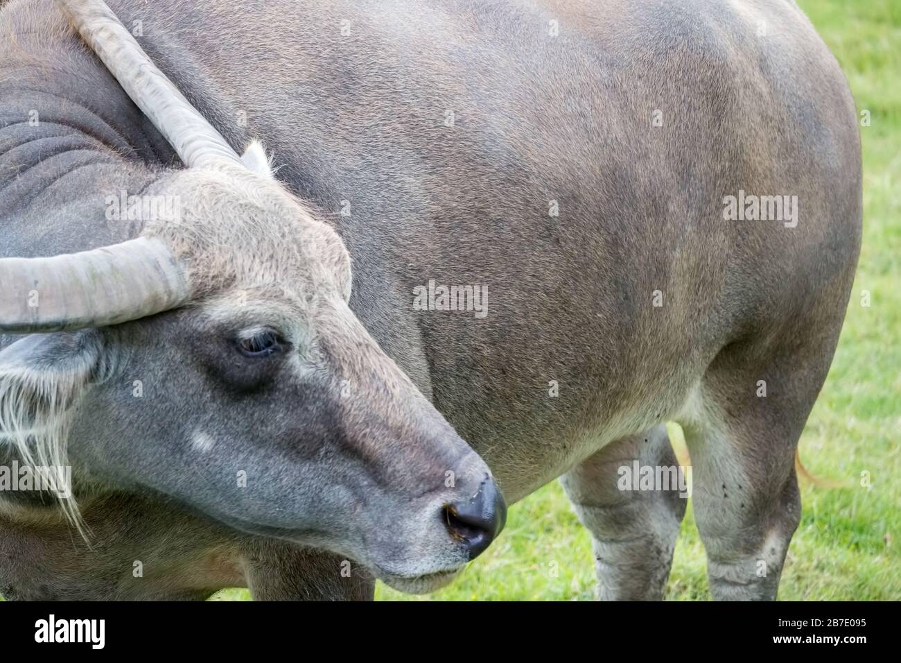Domestic asian water buffalo hi-res stock photography and images - Alamy