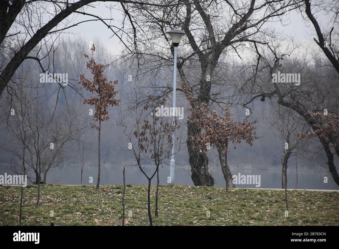 Bushes without leaves hi-res stock photography and images - Alamy