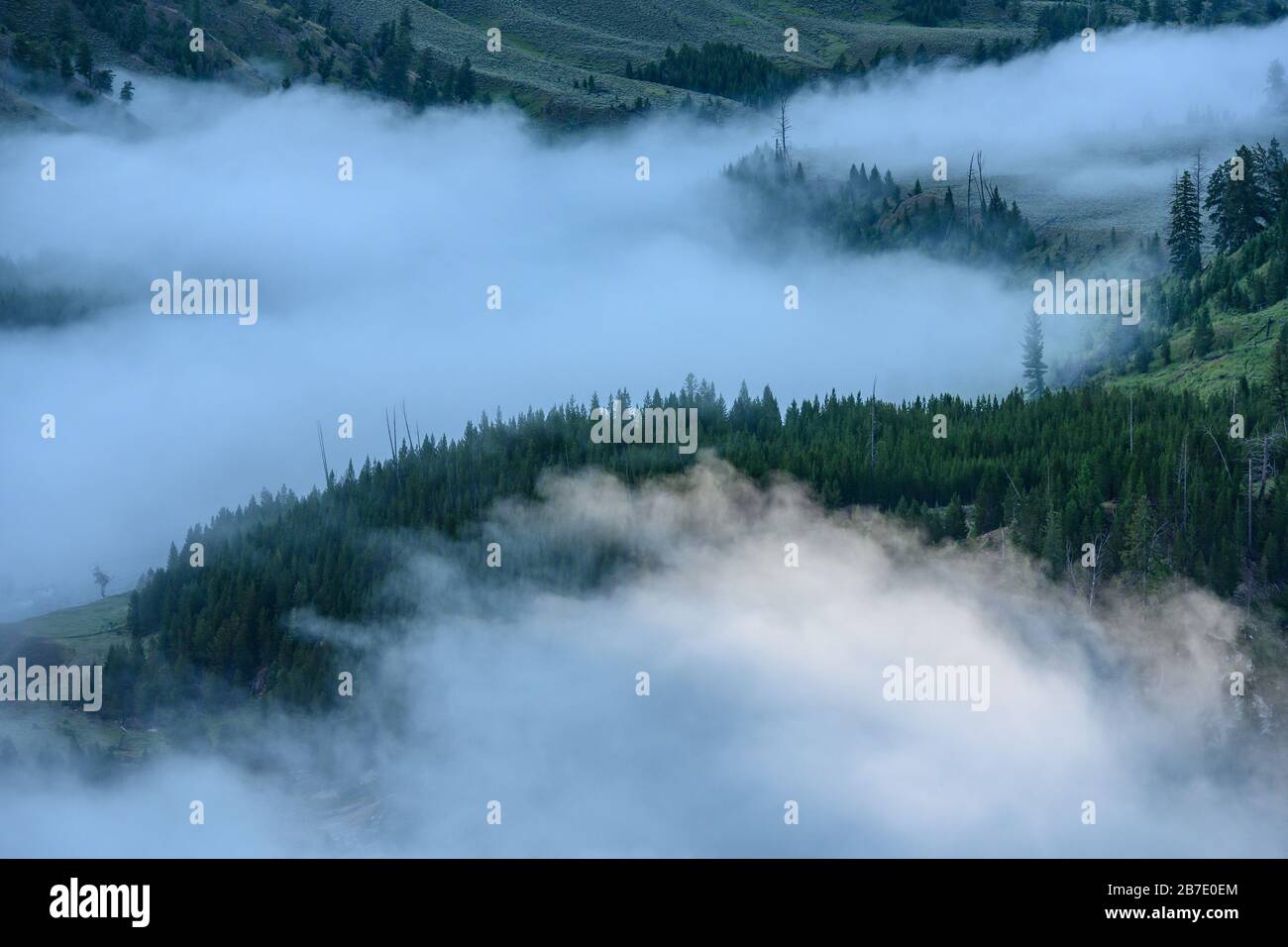 Thick forest yellowstone hi-res stock photography and images - Alamy