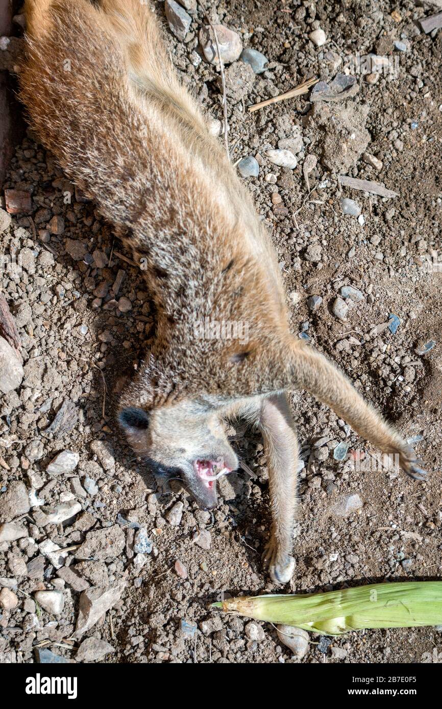 Suricatta species hi-res stock photography and images - Alamy