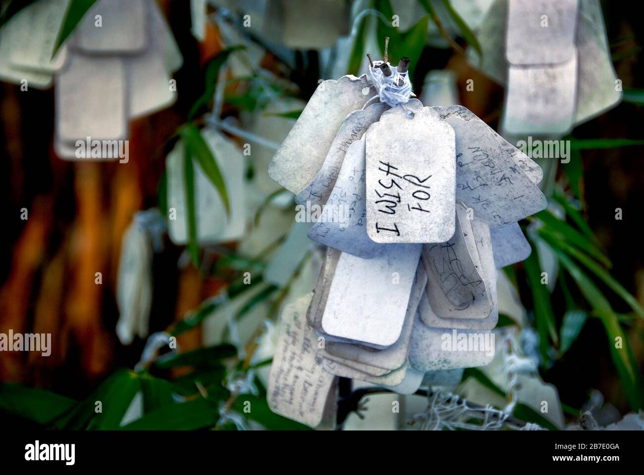 Wishing tree hi-res stock photography and images - Alamy