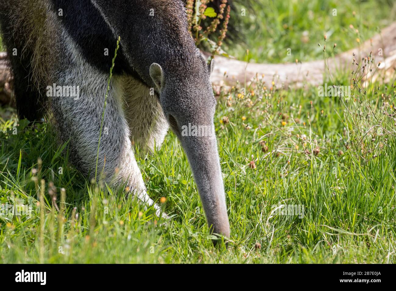 Giant Anteater (Myrmecophaga triductyla) looking for food Stock Photo ...