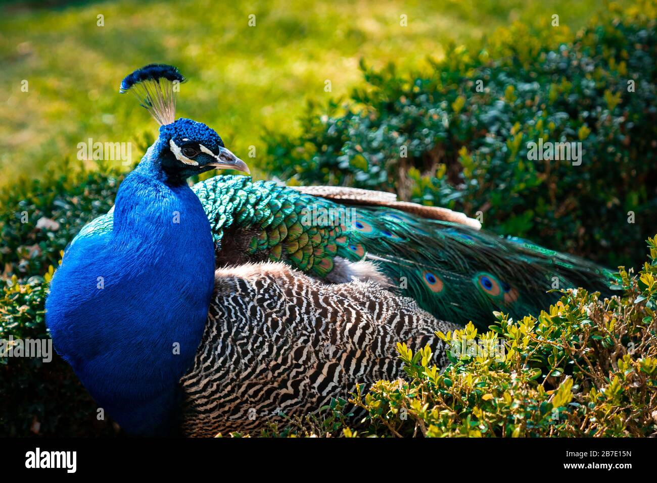 Male Indian Peacock or Peafowl with his majestic feathers Stock Photo ...