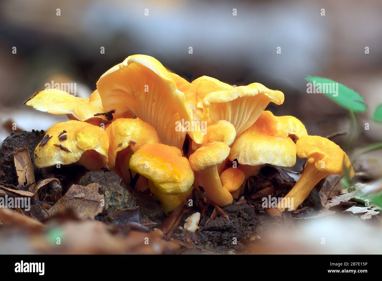 Yellow Colored Mushrooms