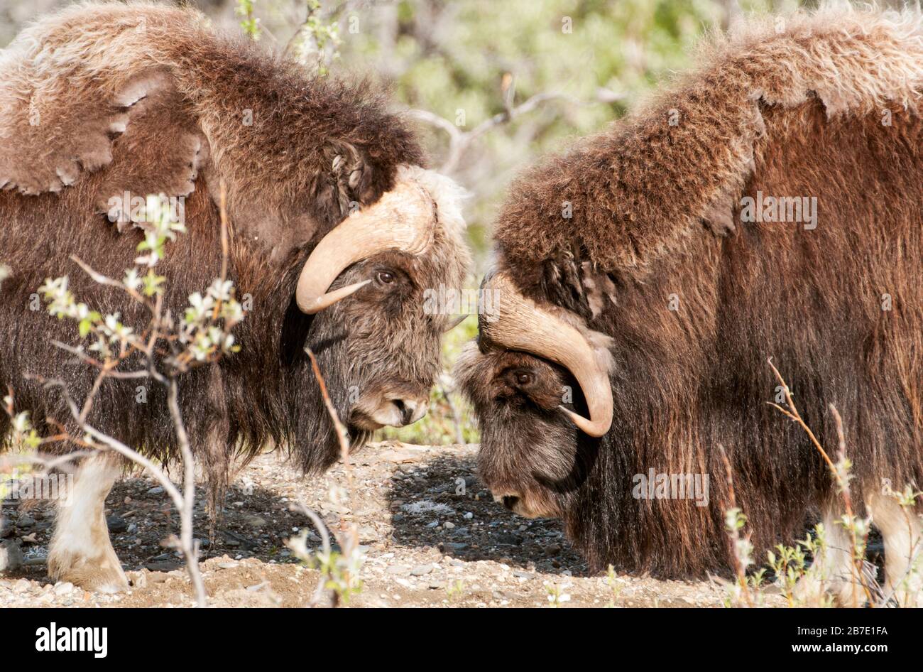 Spring migration calving season hi-res stock photography and images - Alamy