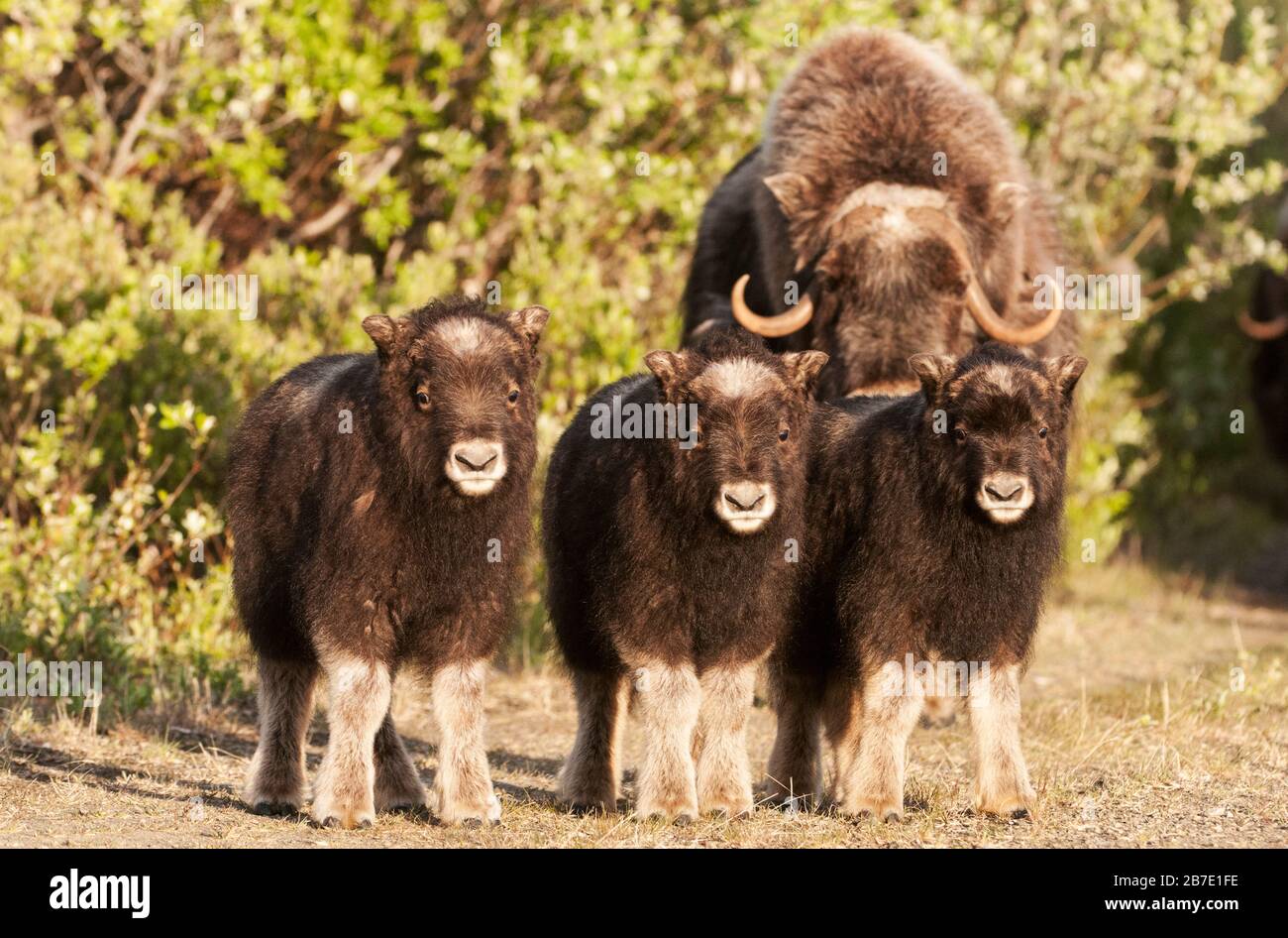 North America; United States; Alaska; Seward Peninsula; Spring ...