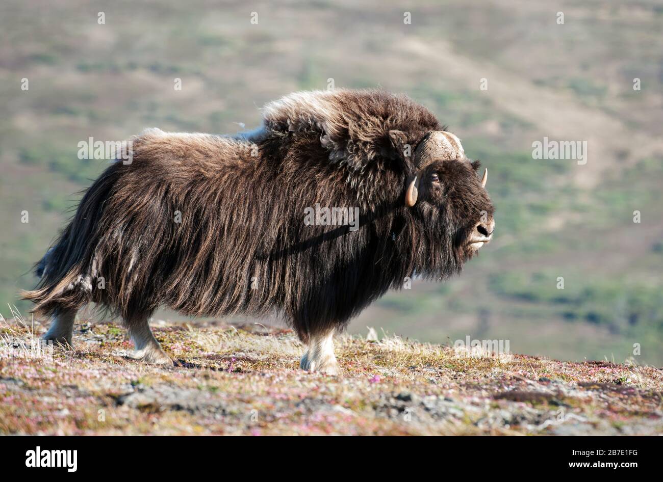 North America; United States; Alaska; Seward Peninsula; Spring ...