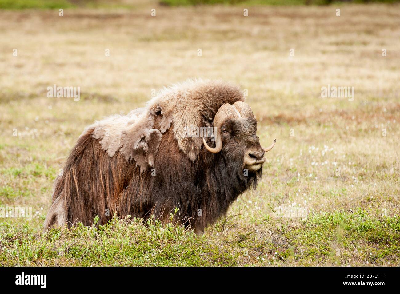 North America; United States; Alaska; Wildlife; Muskox; Ovibos ...