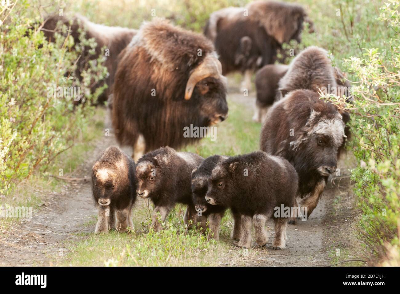 Nome alaska hi-res stock photography and images - Alamy