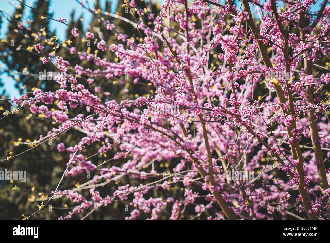 Spring Tree with Pink Flowers: Afgan Redbud or Griffith's Redbud ...