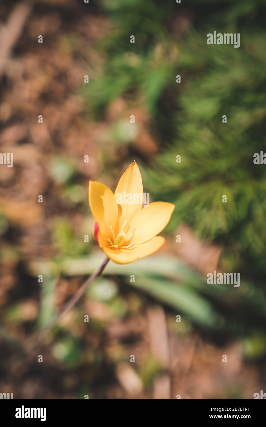Yellow flowers: Single Lady Tulip (Tulipa clusiana var. chrysantha ...