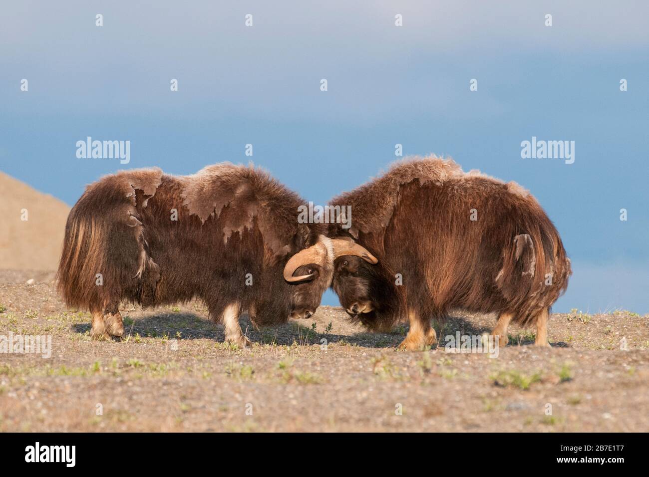 Spring migration calving season hi-res stock photography and images - Alamy