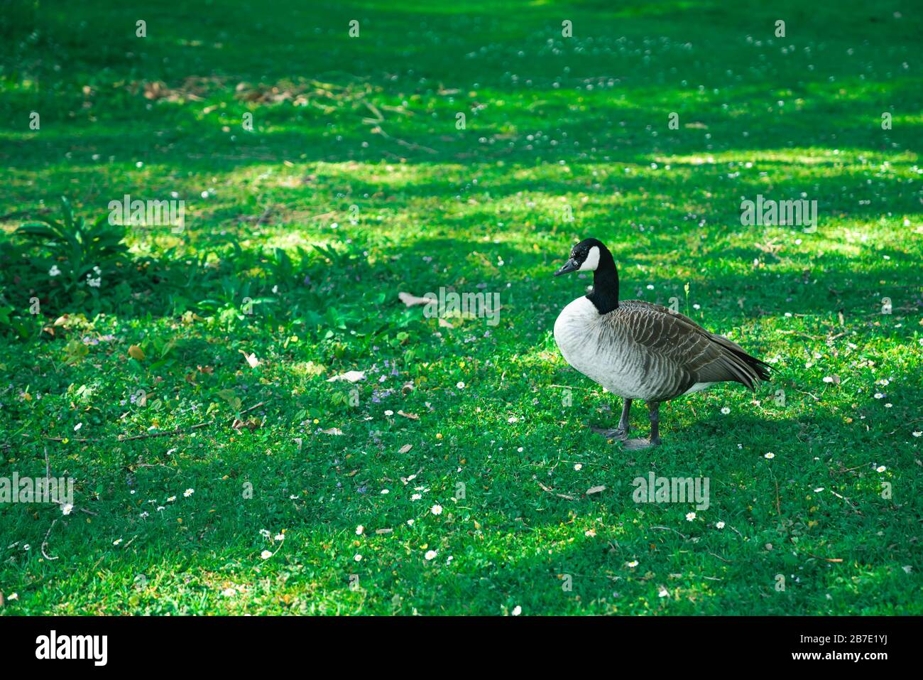 Black necked canada goose hi-res stock photography and images - Alamy