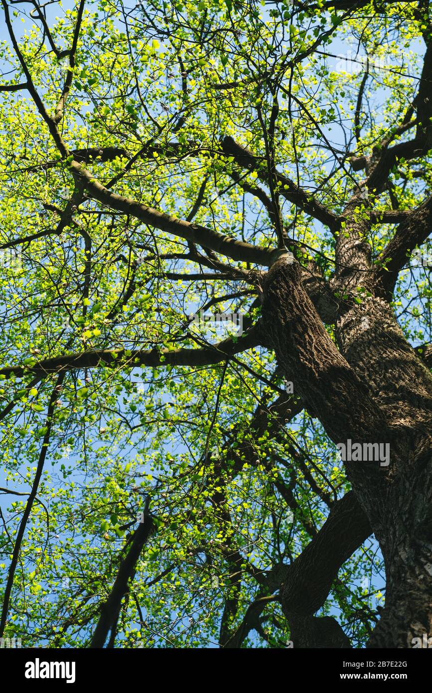 Tulip Tree Waking Up with New Leaves on Early Spring Stock Photo - Alamy