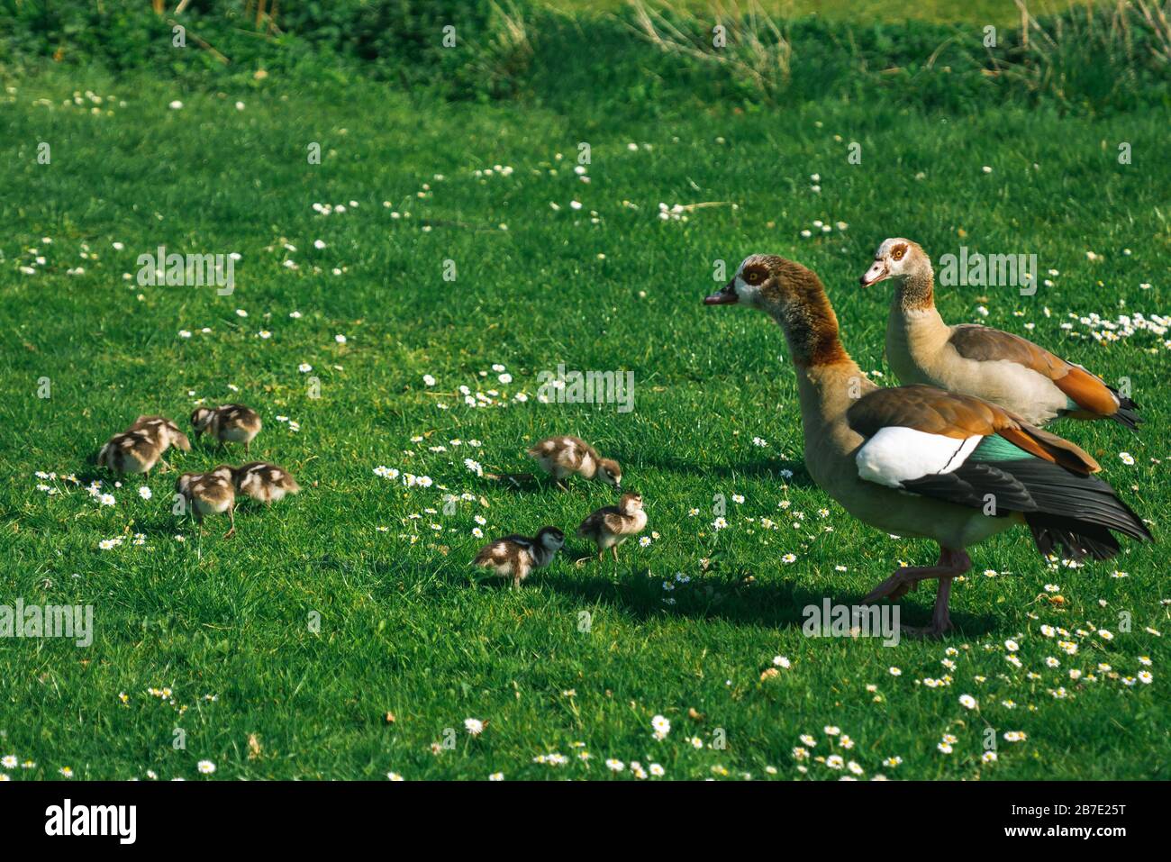 Egyptian Geese Parents with her goslings in a park in Meise Botanic ...