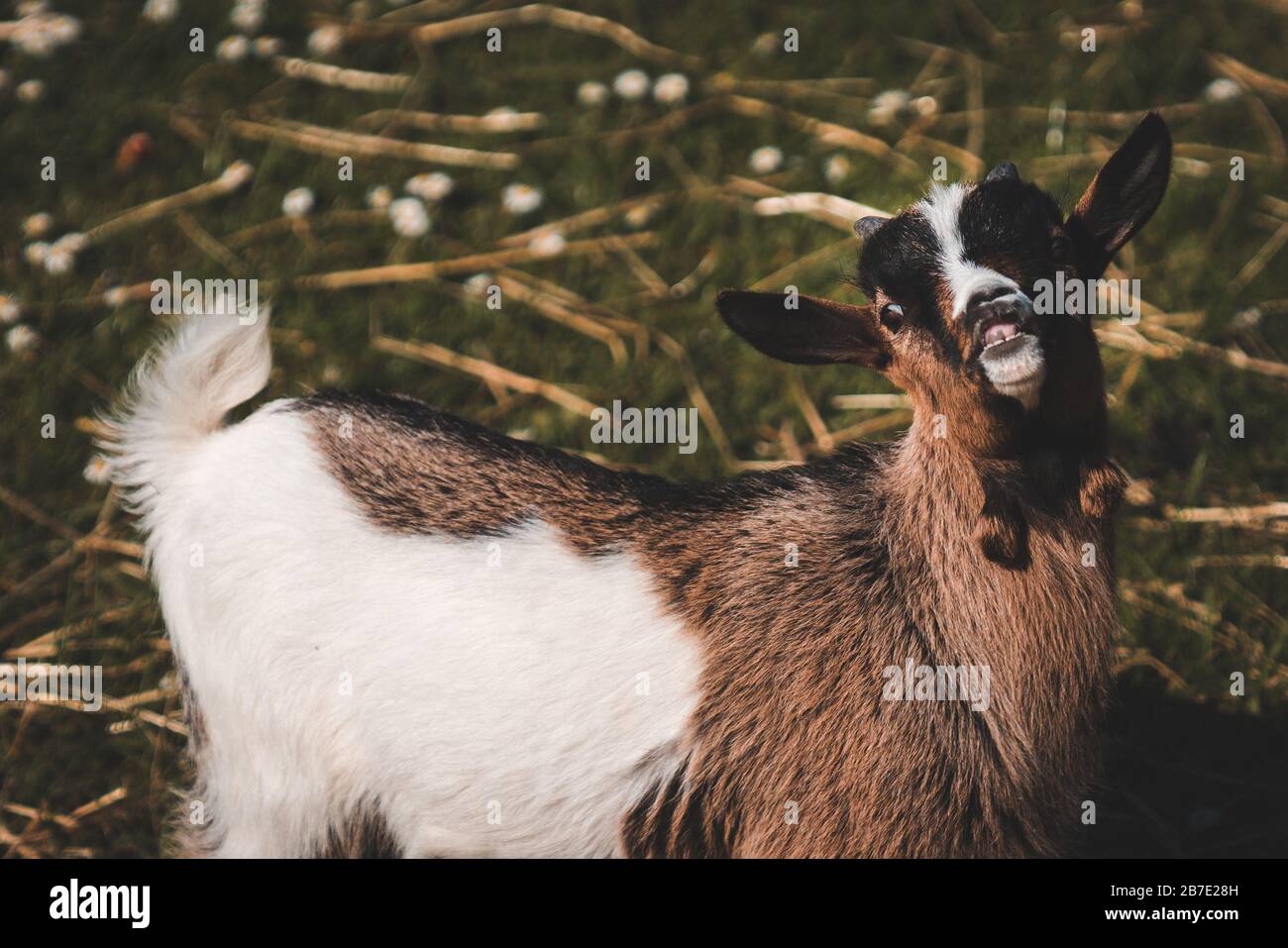 Happy and Cheerful Brown and White Kid (Baby Goat) in Meise, Belgium ...