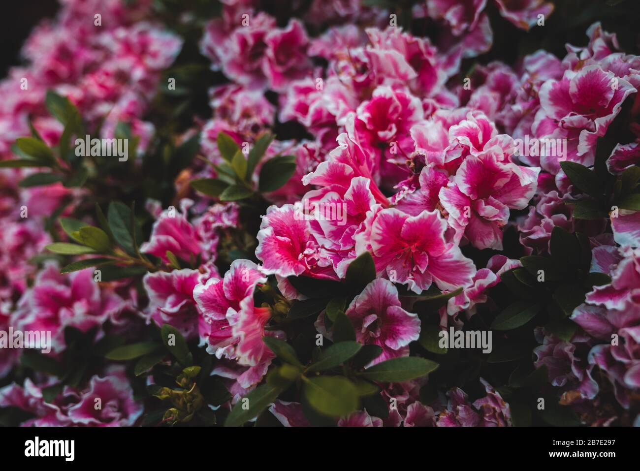 Purple Pink flowers: Azalea with white edges Stock Photo - Alamy
