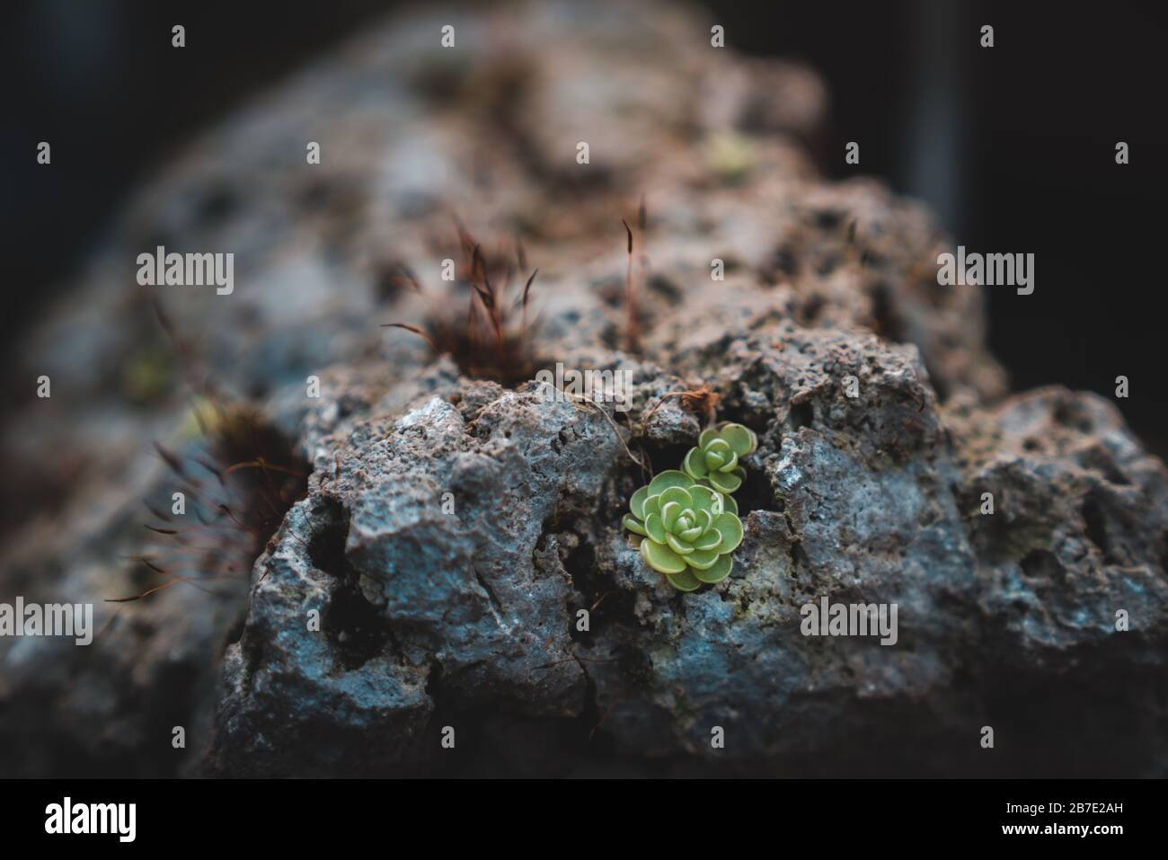 Mexican Carnivorous Plants: The Butterworts (Pinguicula Esseriana) on a ...