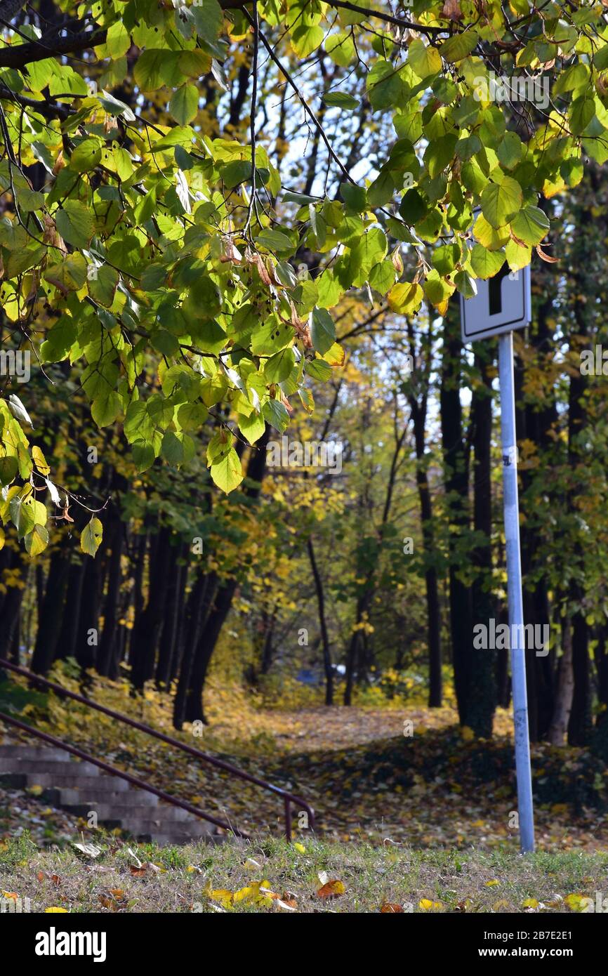 Faded leaves hi-res stock photography and images - Alamy