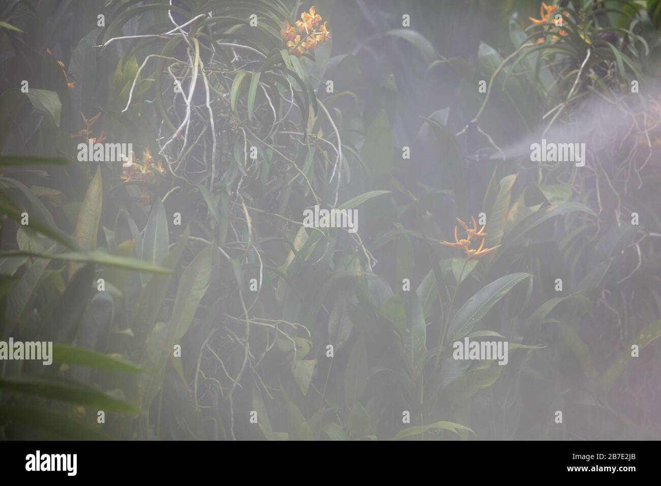 Artificial mist seen in the tropical orchid garden Stock Photo - Alamy