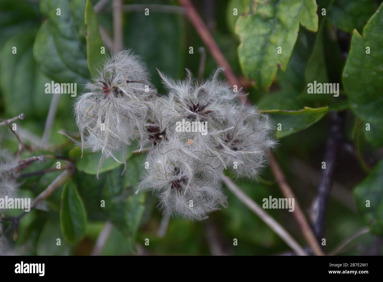 Striped foliage plant hi-res stock photography and images - Alamy