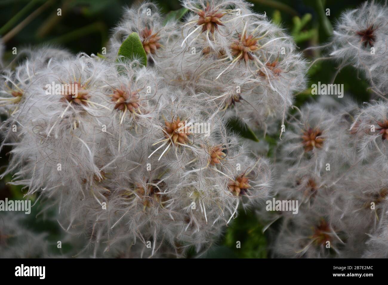 Exotic appearance of fluffy seeds after flowering plant Stock Photo - Alamy