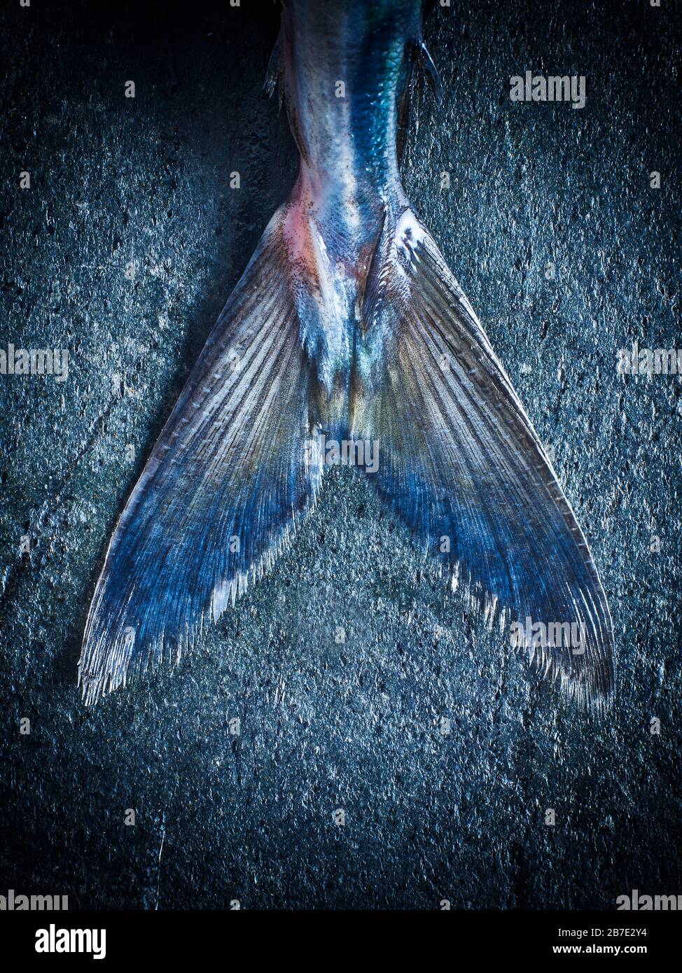 A mackerel fish tail against a blue background Stock Photo - Alamy