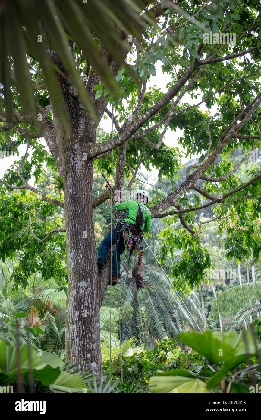 Tree surgeon seen at work in the Singapore Botanical Gardens Stock ...
