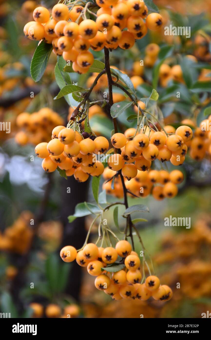 Orange berries garden plant hi-res stock photography and images - Alamy