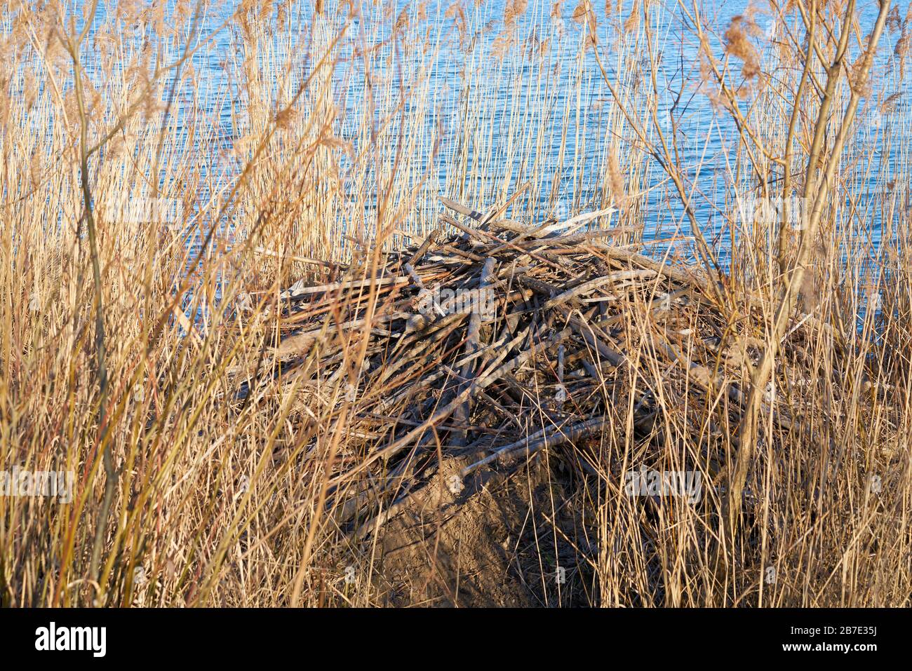 Beavers nest hi-res stock photography and images - Alamy