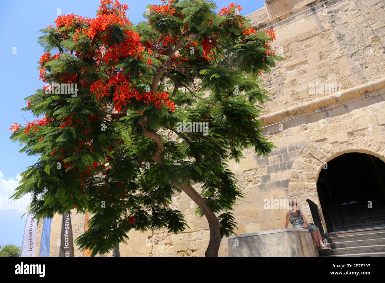 Valletta forest hi-res stock photography and images - Alamy