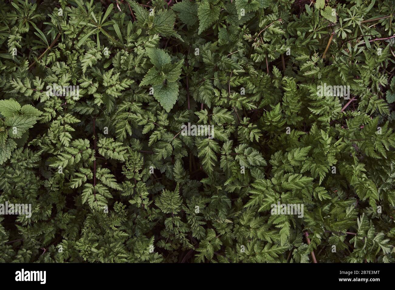 Weed growth hi-res stock photography and images - Alamy