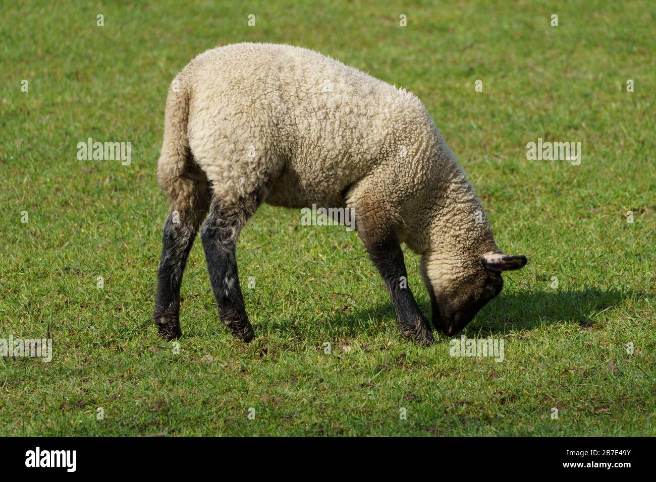 sheep in germany Stock Photo - Alamy